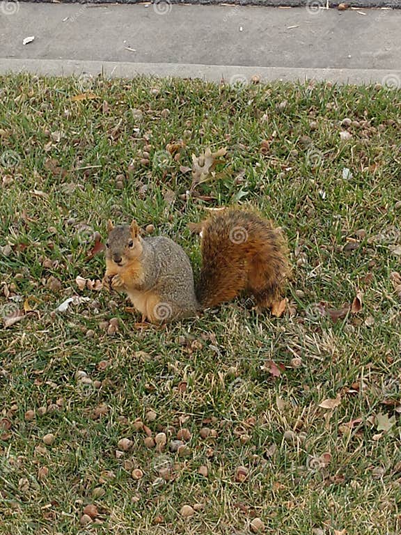 Squirrel stock photo. Image of cute, animal, squirrel - 107635784