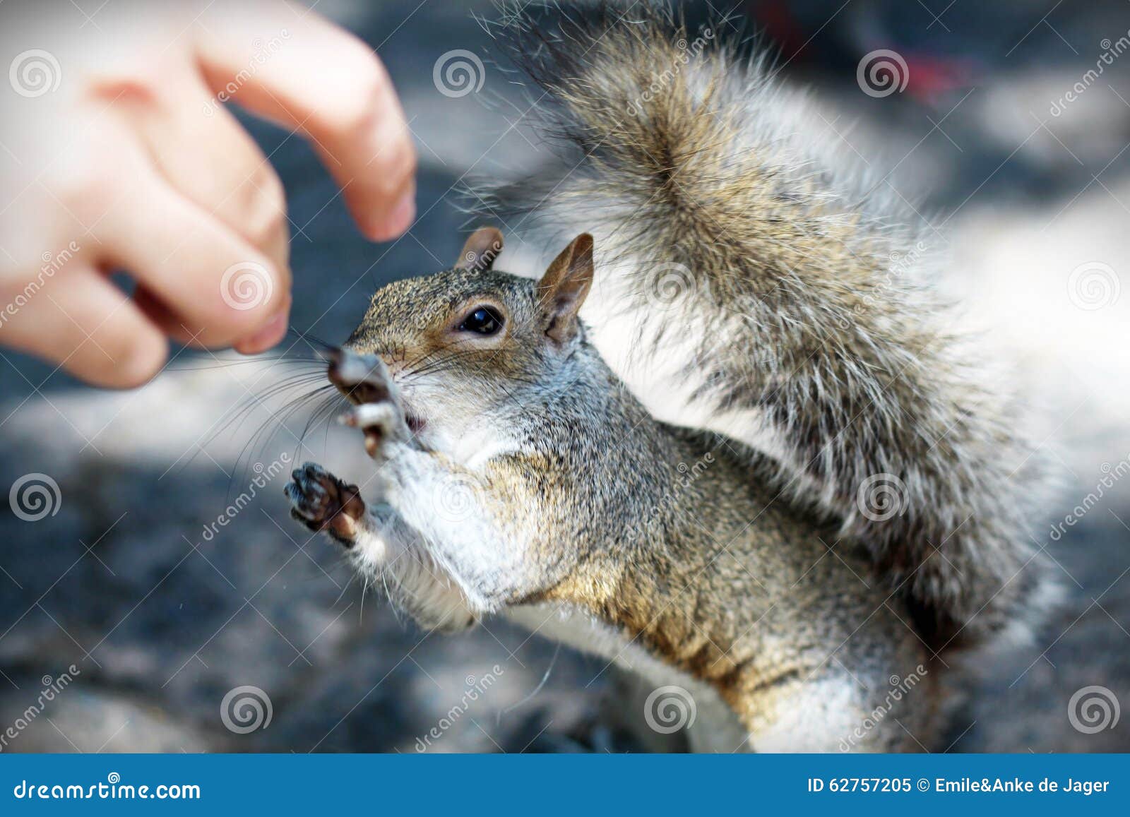 Squirrel Reaching stock image. Image of looking, squirrel - 62757205