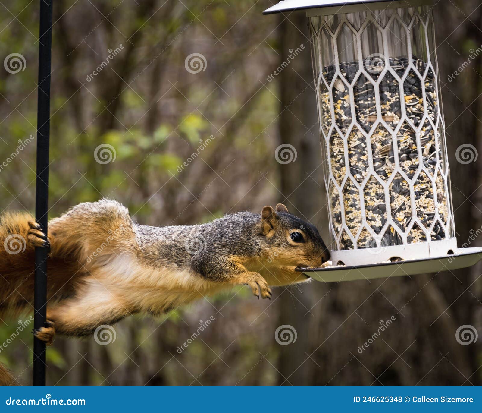 Squirrel Reaching for Bird Feeder Stock Photo - Image of autumn, face ...