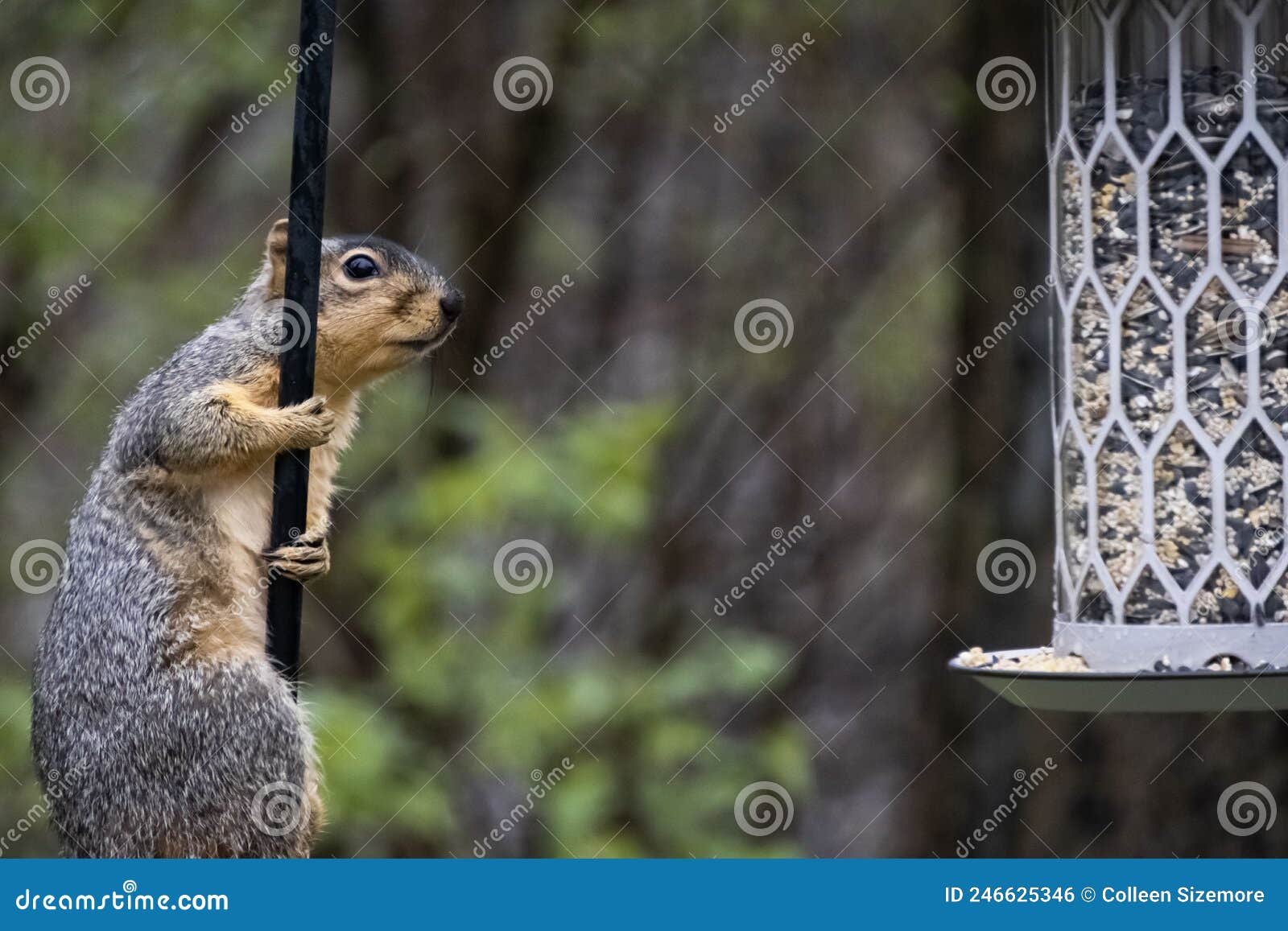 Squirrel Reaching for Bird Feeder Stock Photo - Image of fluffy ...