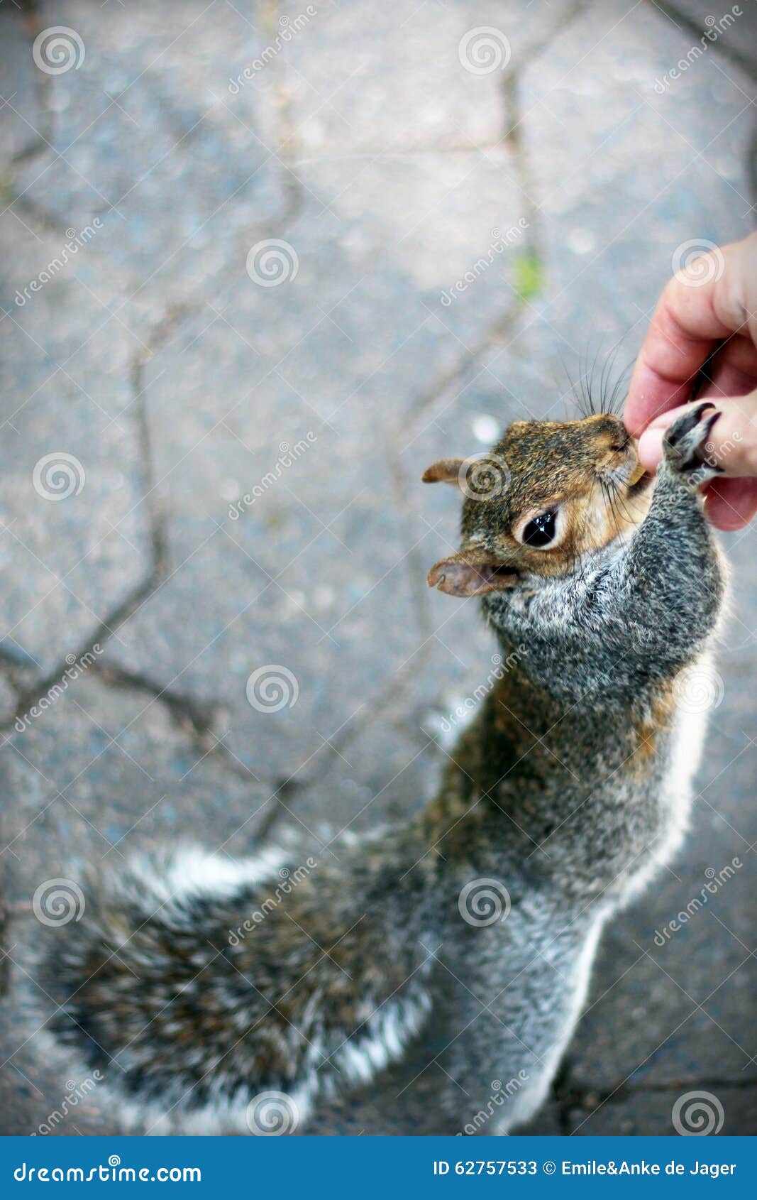 Squirrel Reaching stock image. Image of reaching, frome - 62757533