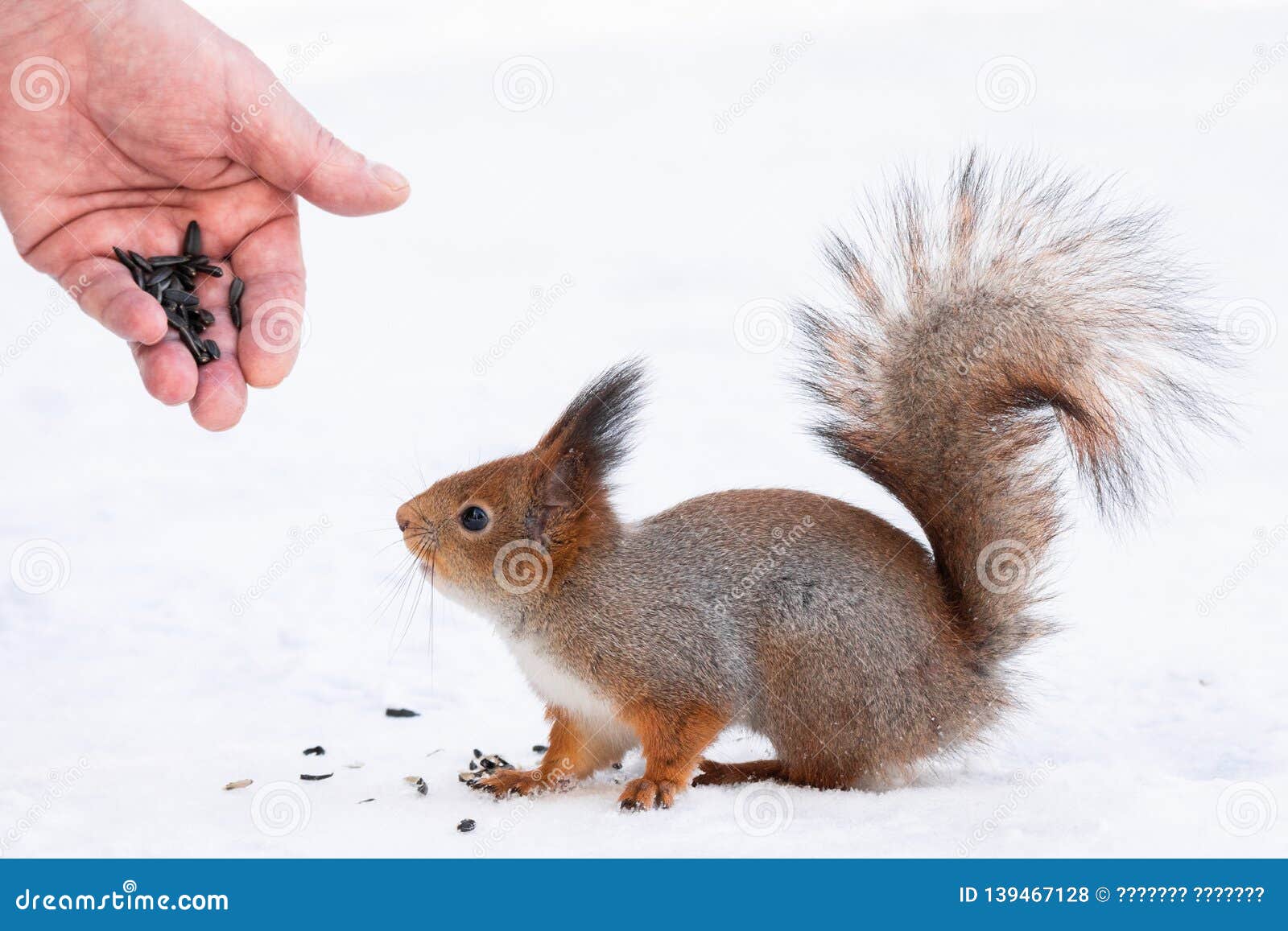 Squirrel Reaching for the Nut Stock Photo - Image of feed, small: 139467128