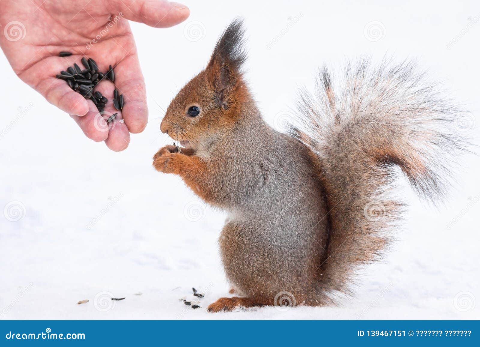 Squirrel Reaching for the Nut Stock Image - Image of nuts, funny: 139467151