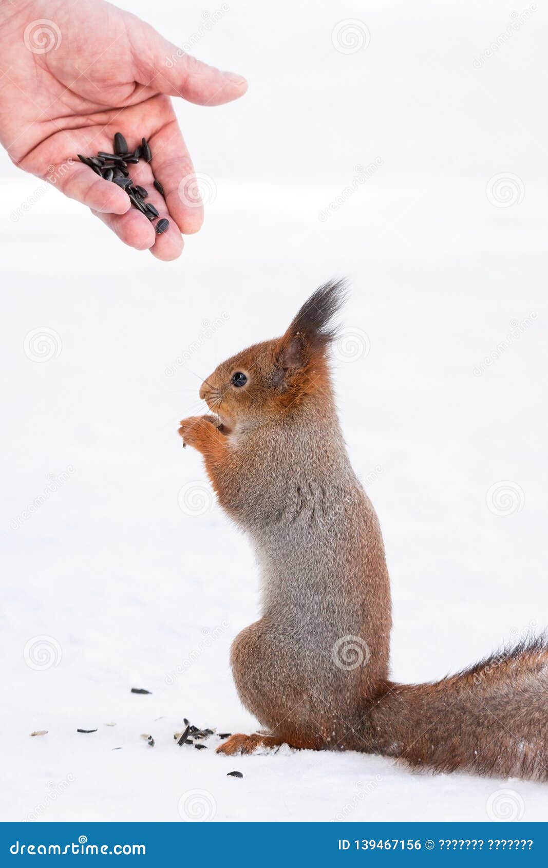 Squirrel Reaching for the Nut Stock Photo - Image of tail, cute: 139467156