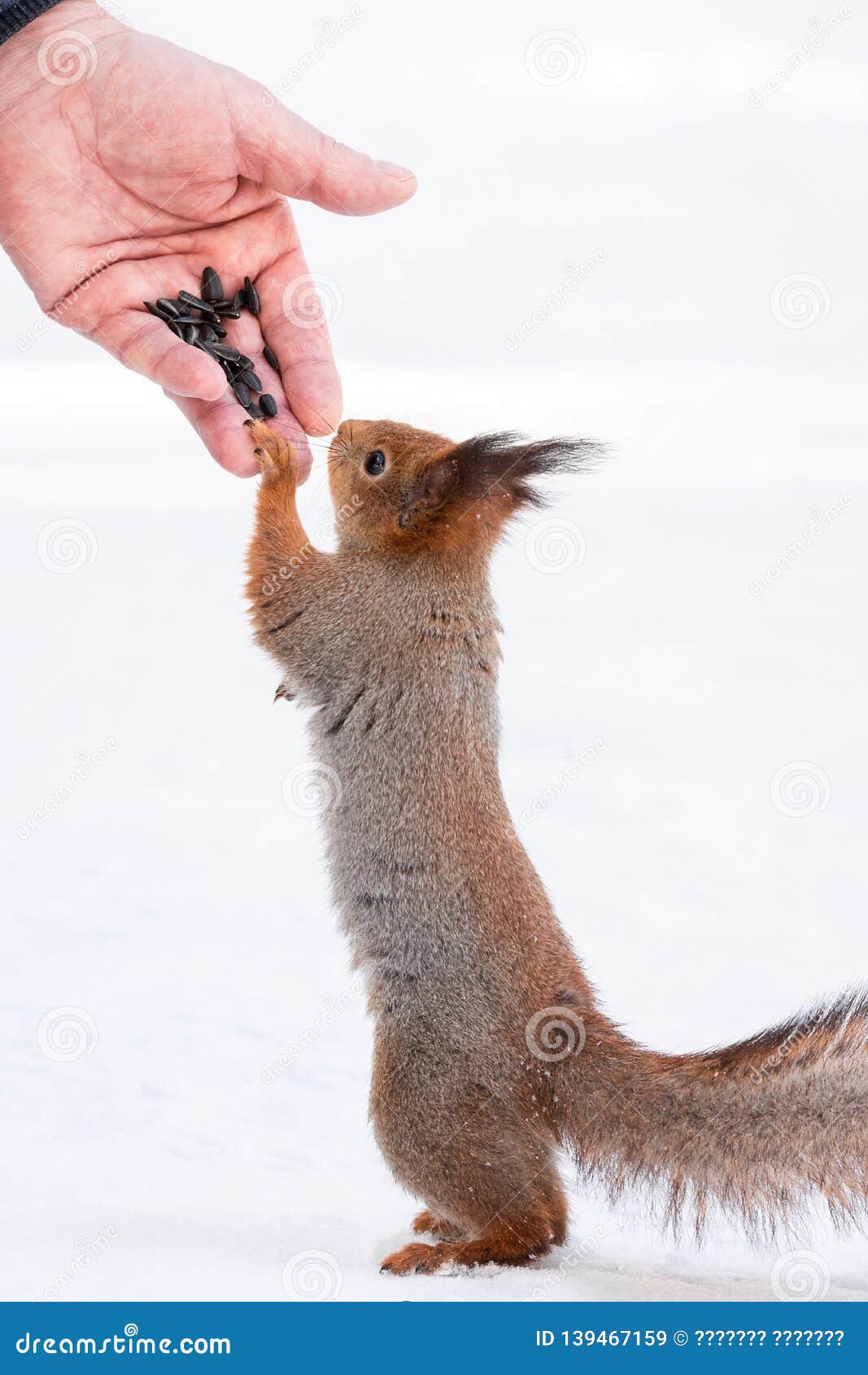 Squirrel Reaching for the Nut Stock Image - Image of outdoor, brown ...