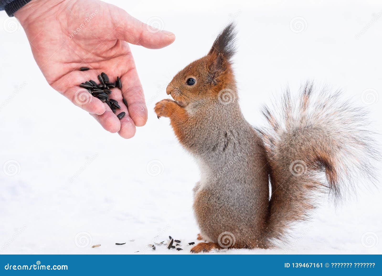Squirrel Reaching for the Nut Stock Image - Image of brown, animal ...