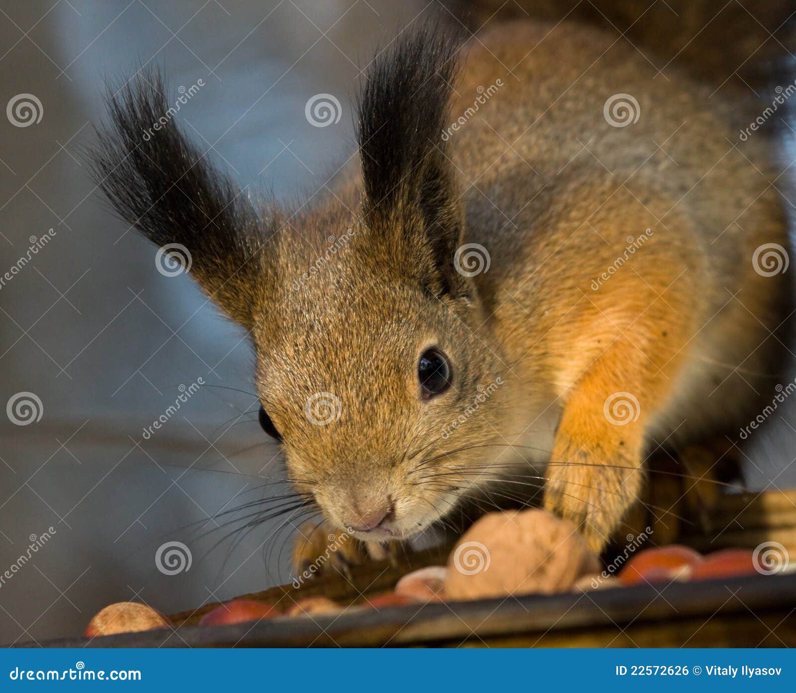 Squirrel Reaching for the Walnut Stock Photo - Image of look, forest ...