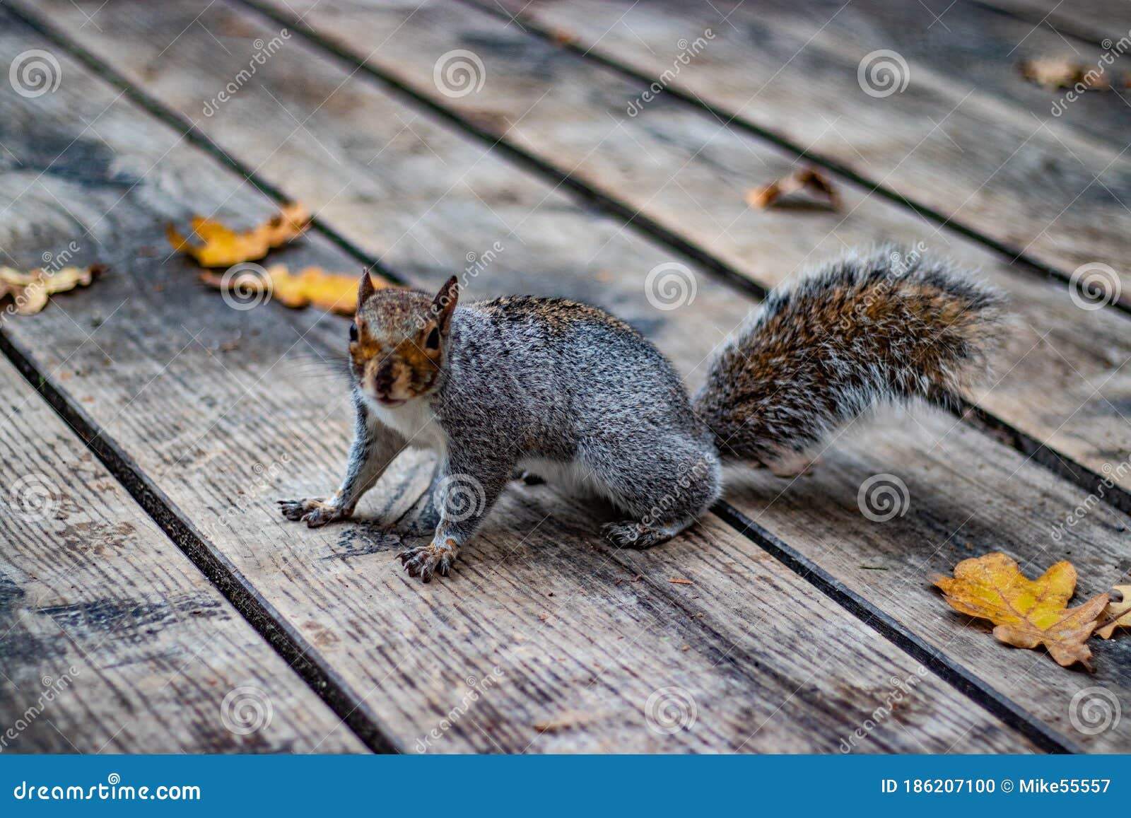 A SQUIRREL READY TO ESCAPE stock photo. Image of hibernation - 186207100