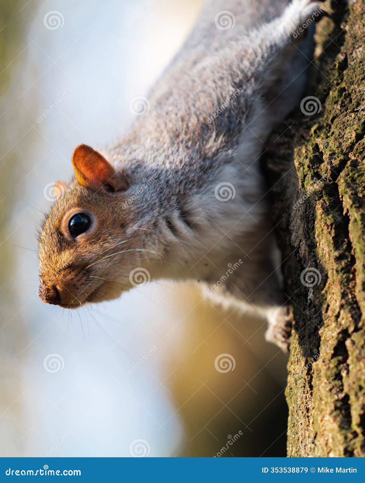 Squirrel ready to pounce stock image. Image of green - 353538879