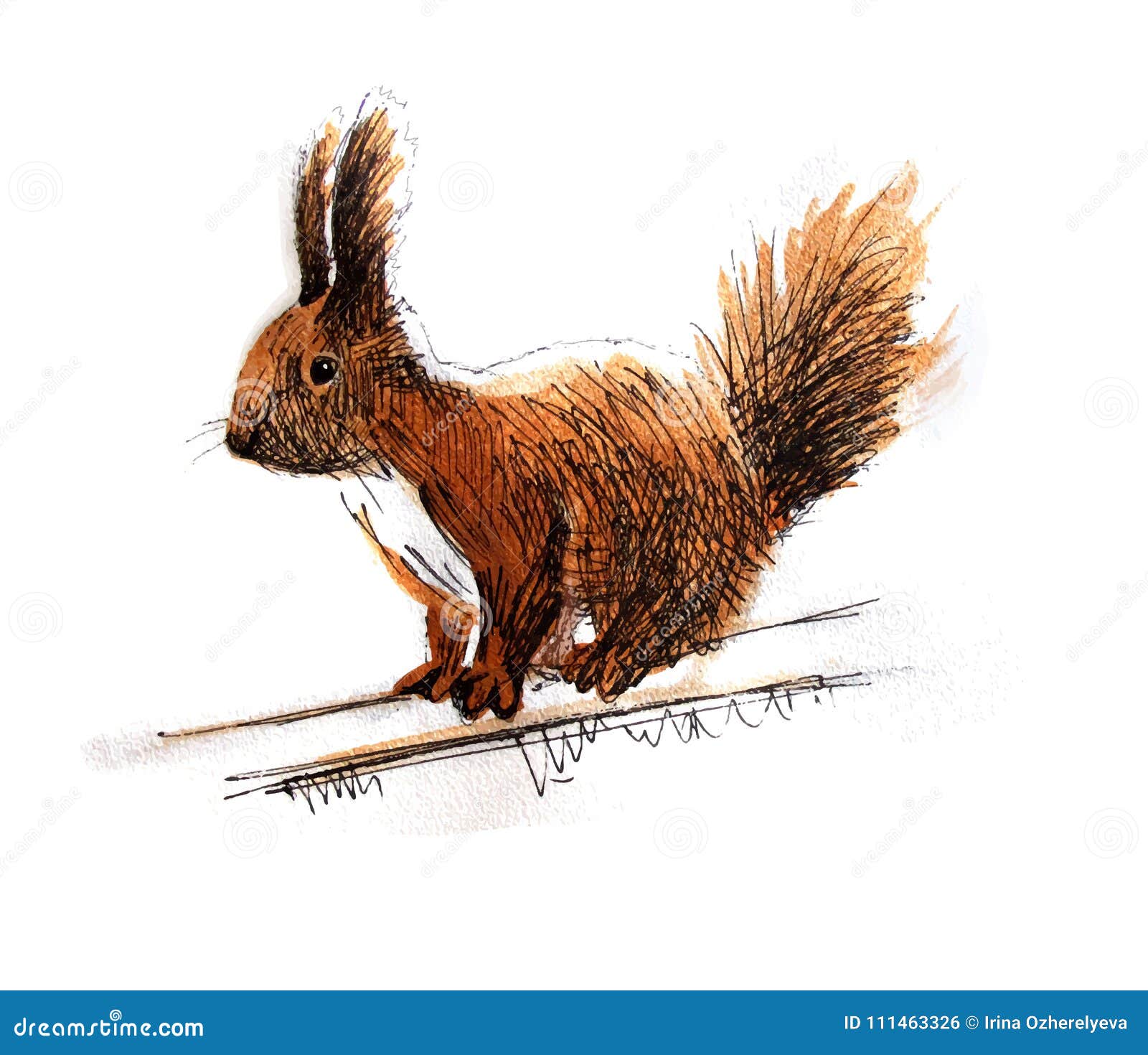 Squirrel stock photo. Image of wild, wildlife, forest - 111463326