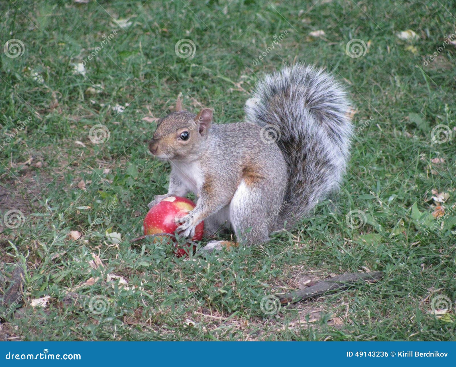 Squirrel and a Red Apple stock photo. Image of grass - 49143236