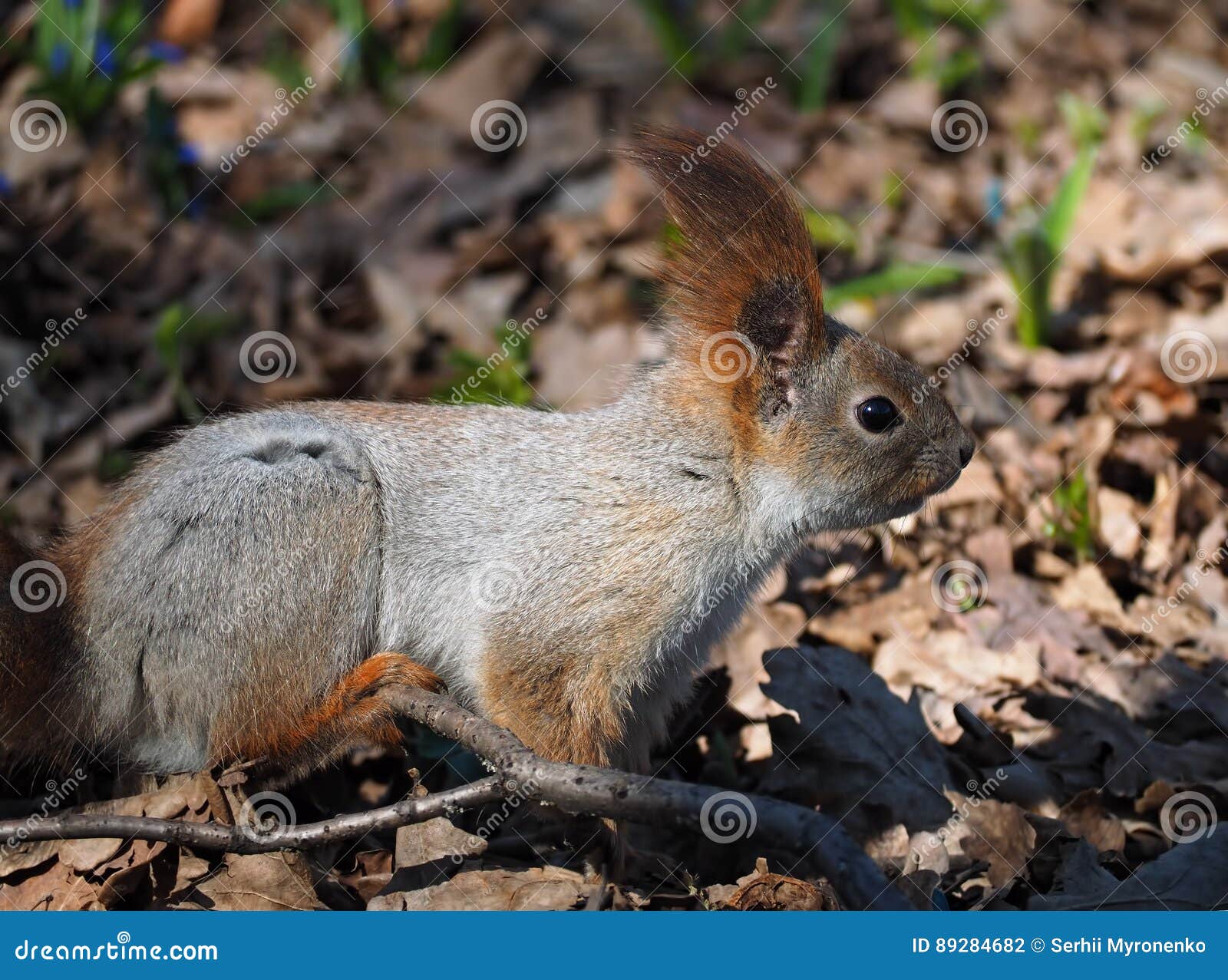Squirrel Red Cute Laying at Spring Forest Stock Photo - Image of ...