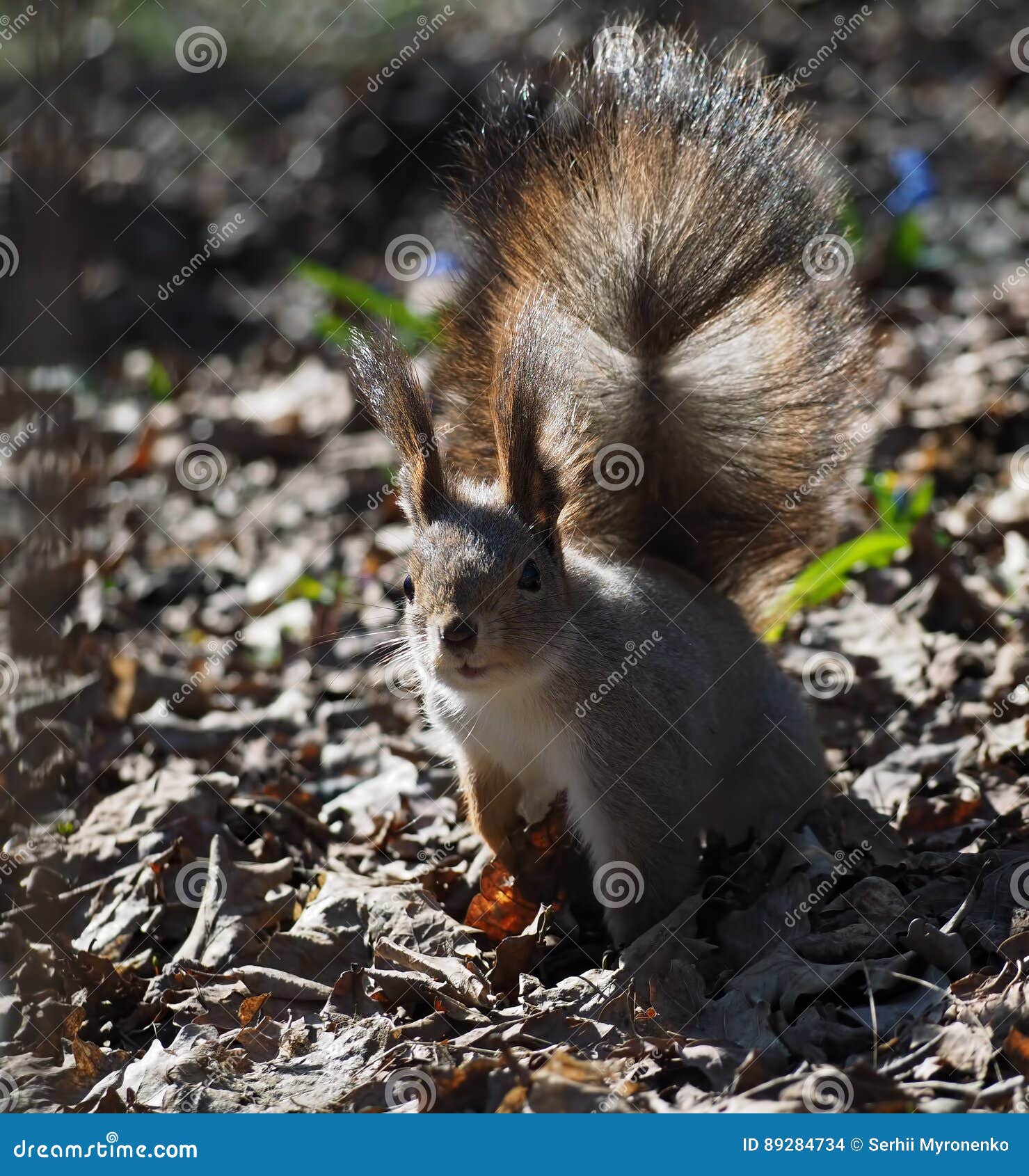 Squirrel Red Cute Standing at Spring Forest Stock Photo - Image of ...