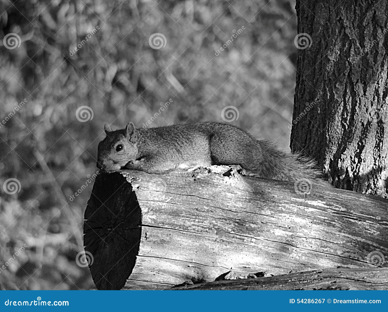 Squirrel relaxing stock image. Image of tree, taking - 54286267
