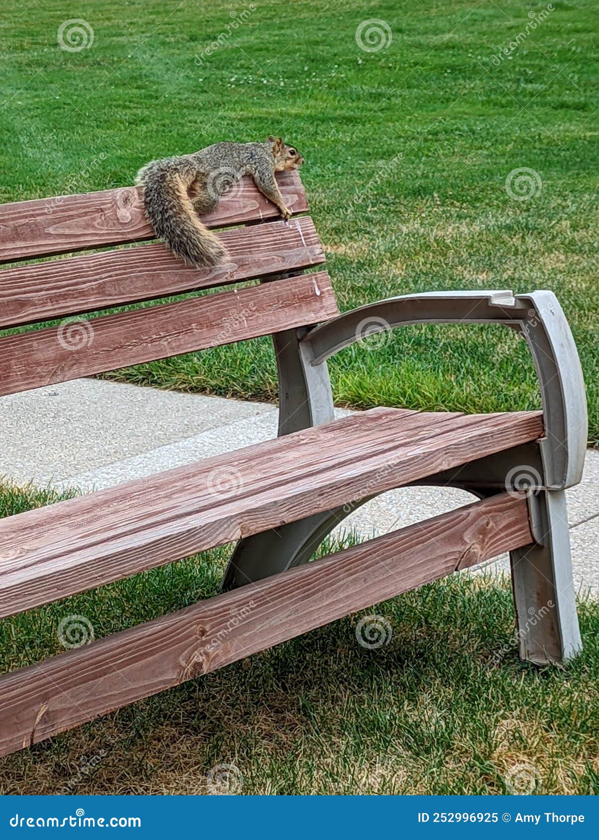 Squirrel Rest Bench Grass Red Green Cement Stock Image - Image of ...