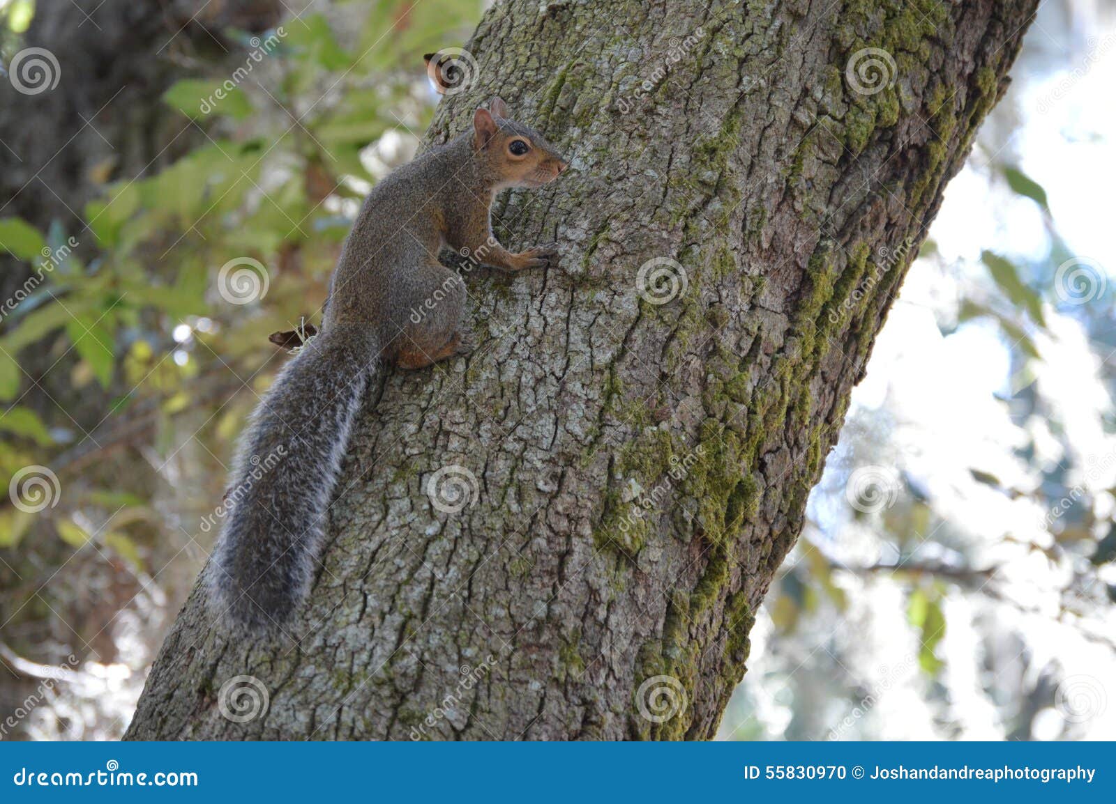 Squirrel at Rest stock photo. Image of rest, resting - 55830970