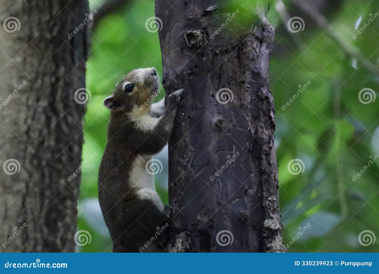 The Squirrel is Rest on Root Tree Stock Image - Image of nest, fluffy ...