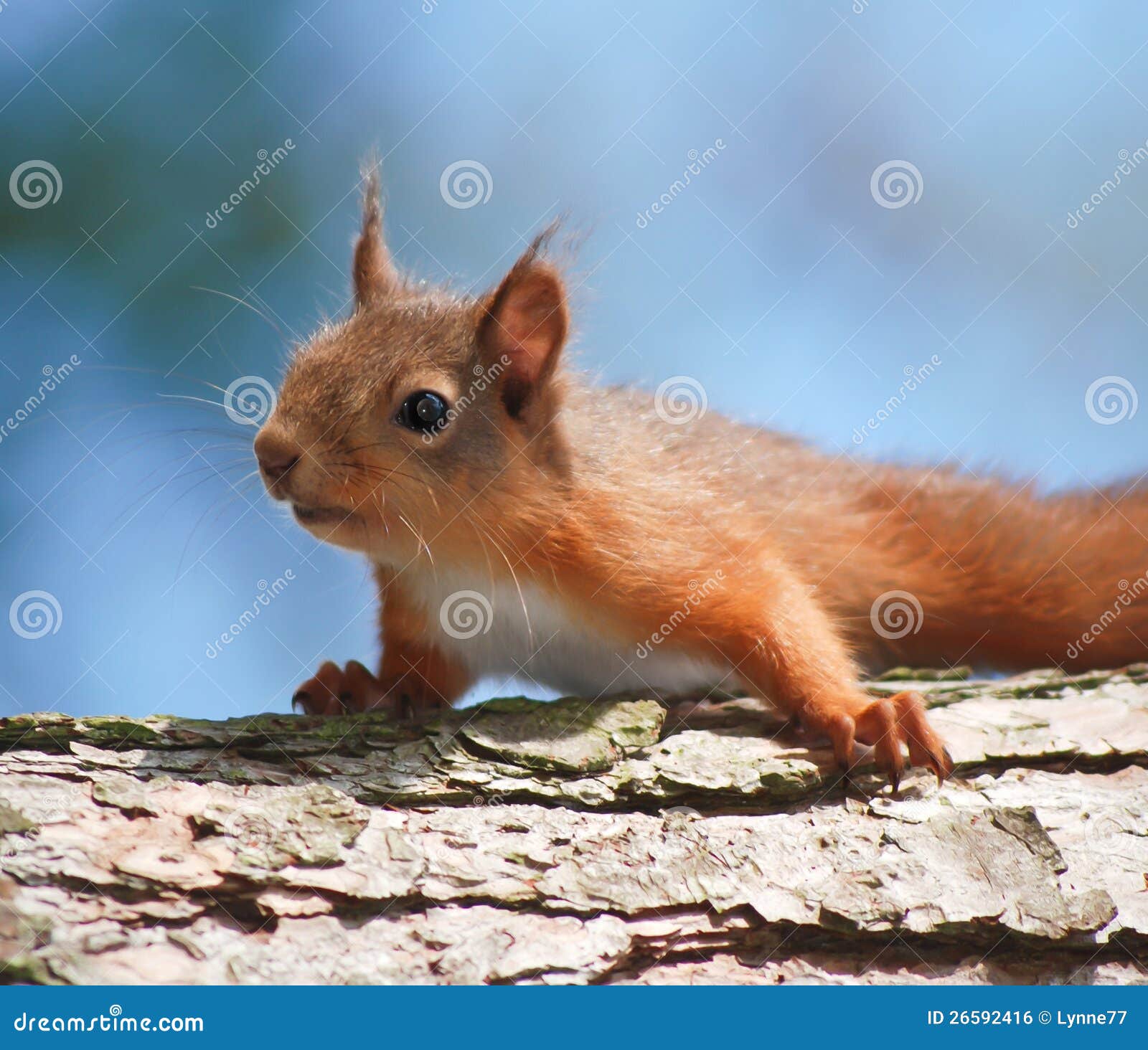 Squirrel Resting stock photo. Image of bushy, rodent - 26592416