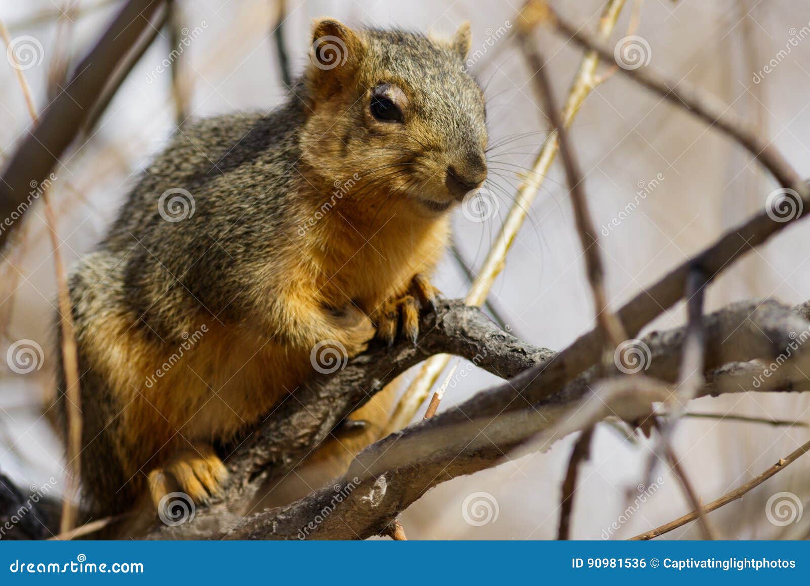 A Squirrel Resting on a Branch Stock Photo - Image of wildlife ...