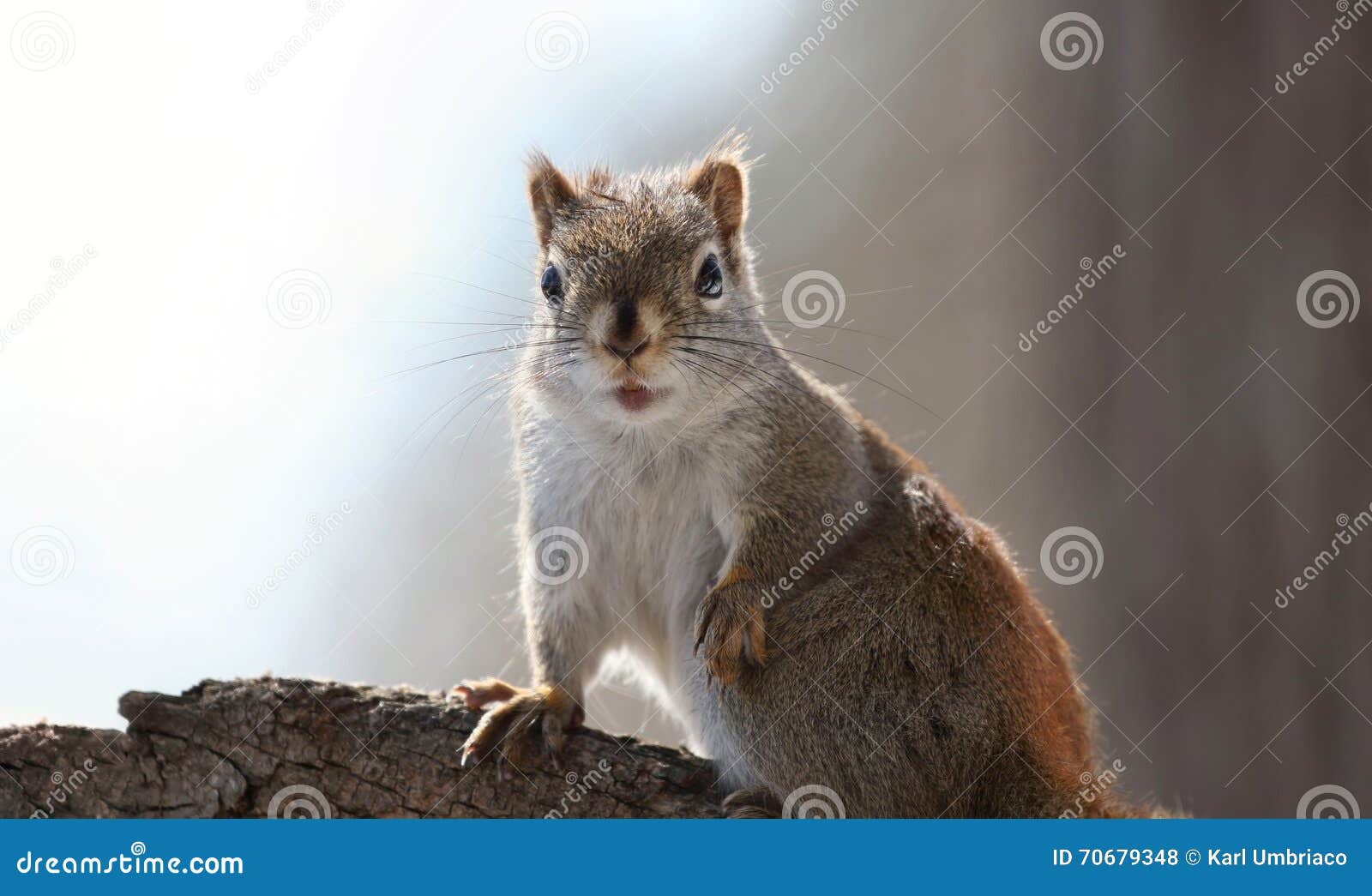 Squirrel resting in forest stock photo. Image of squirrel - 70679348