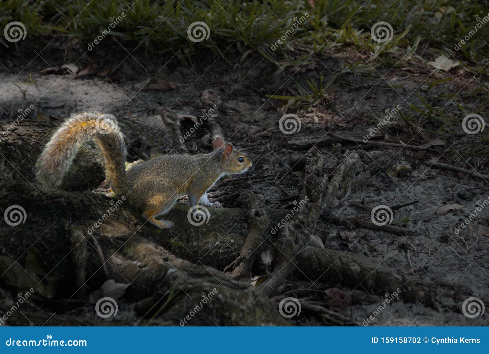 Squirrel Resting on Roots of a Tree Stock Photo - Image of lush ...