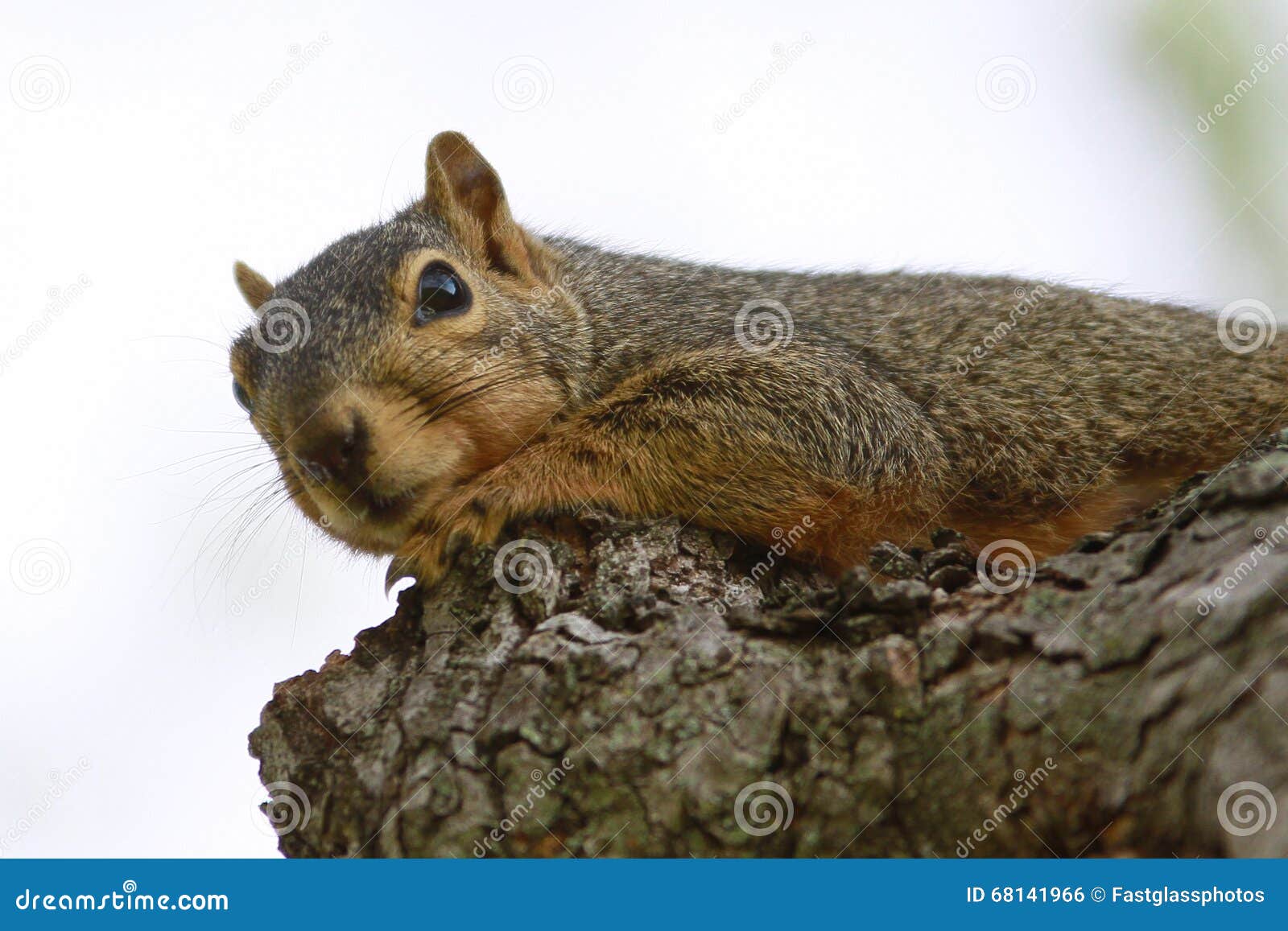 Squirrel Resting in Tree stock photo. Image of animal - 68141966