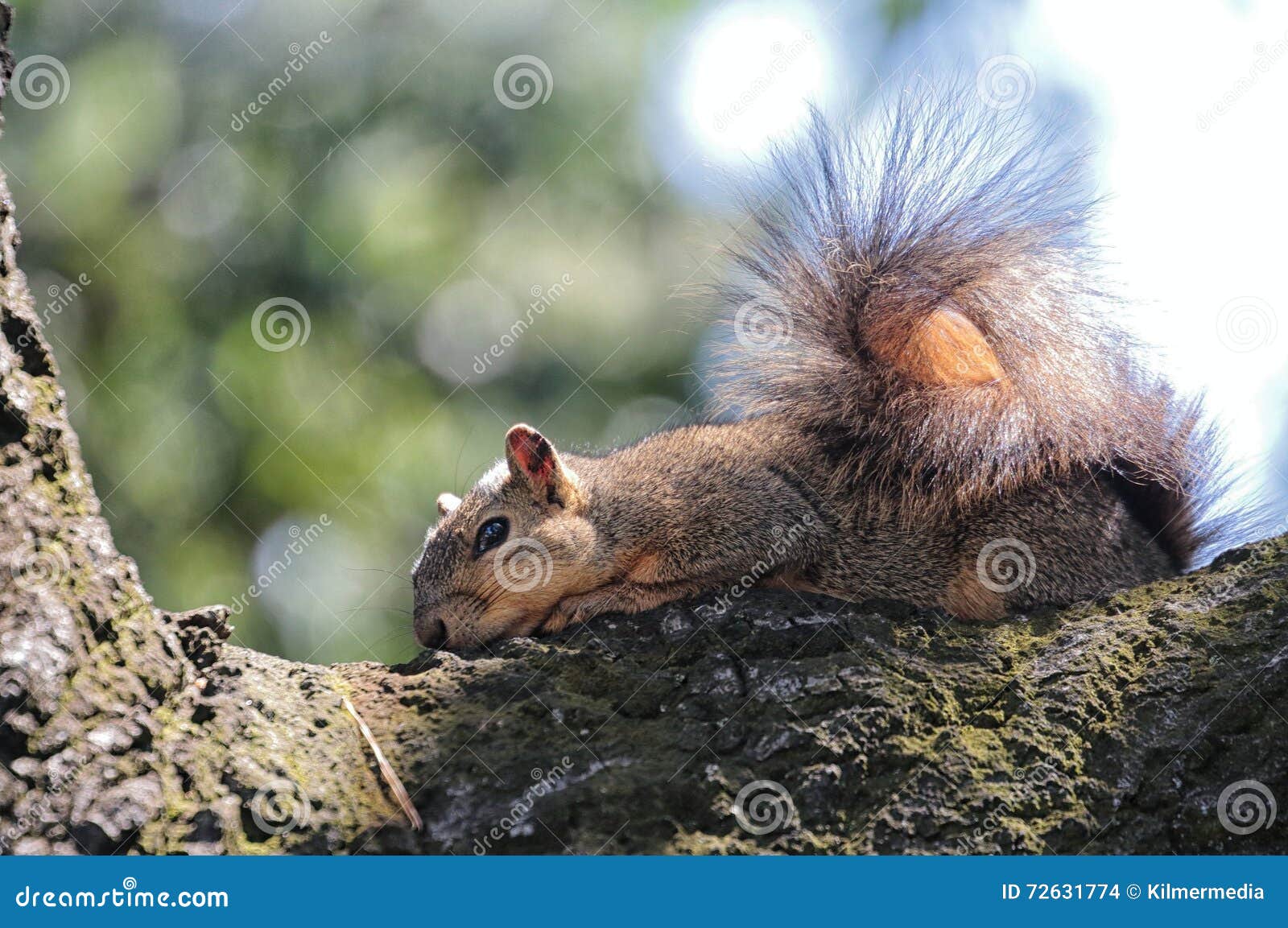 Squirrel Resting in Tree stock photo. Image of rodent - 72631774