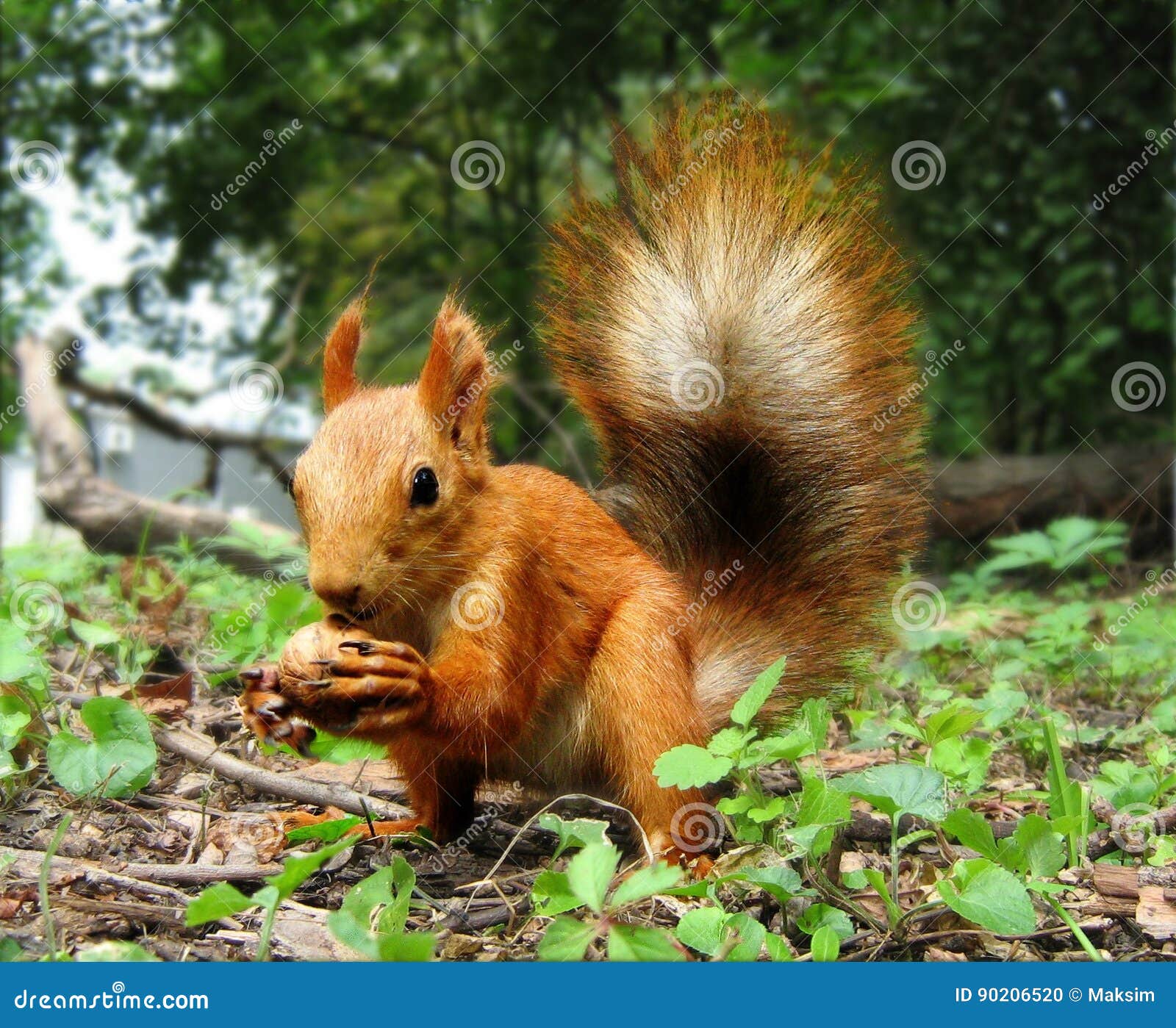 Squirrel stock photo. Image of squirrel, ginger, rodent - 90206520
