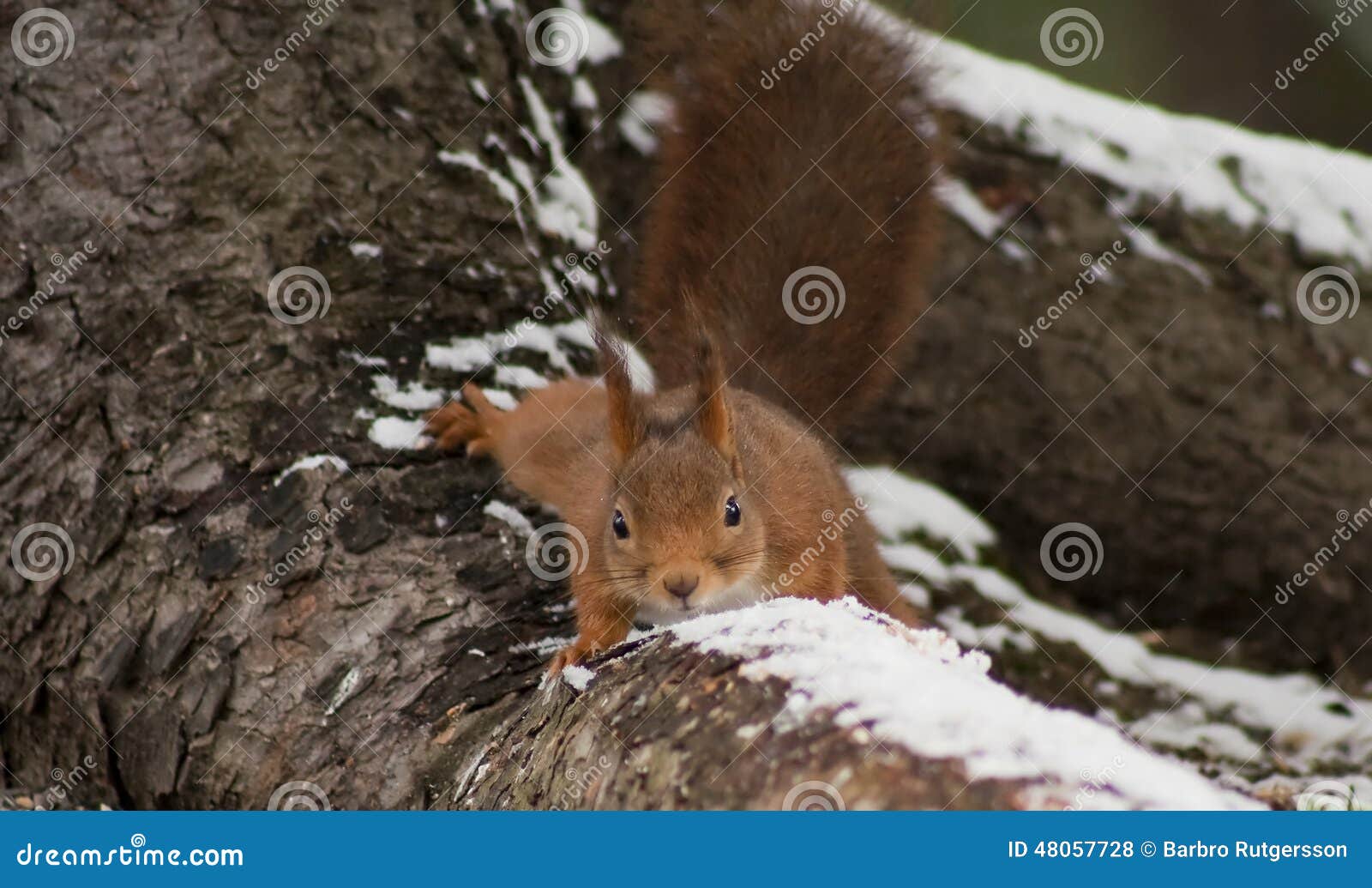 Squirrel on root stock photo. Image of creep, crawl, laying - 48057728