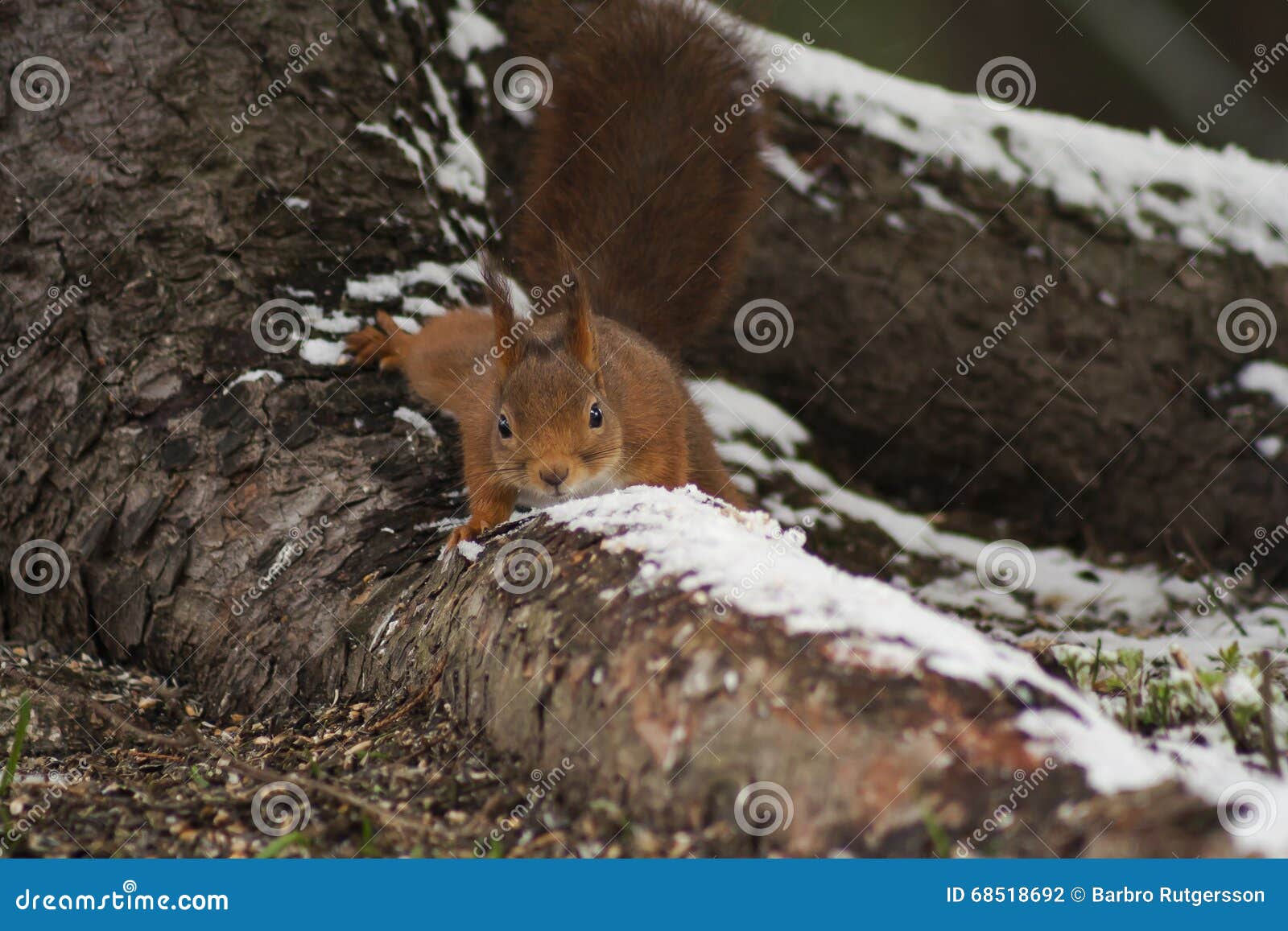 Squirrel on root stock photo. Image of nature, animal - 68518692