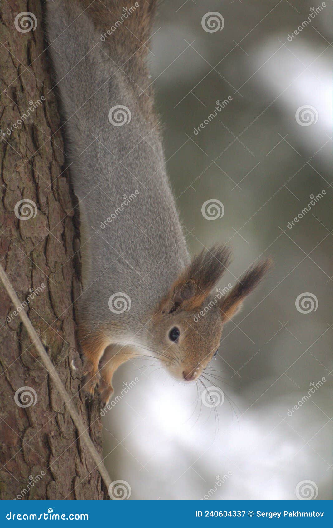 Squirrel run down by trunk stock image. Image of squirrel - 240604337