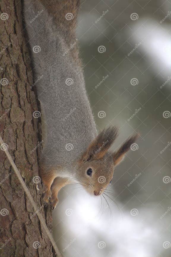 Squirrel run down by trunk stock image. Image of squirrel - 240604337