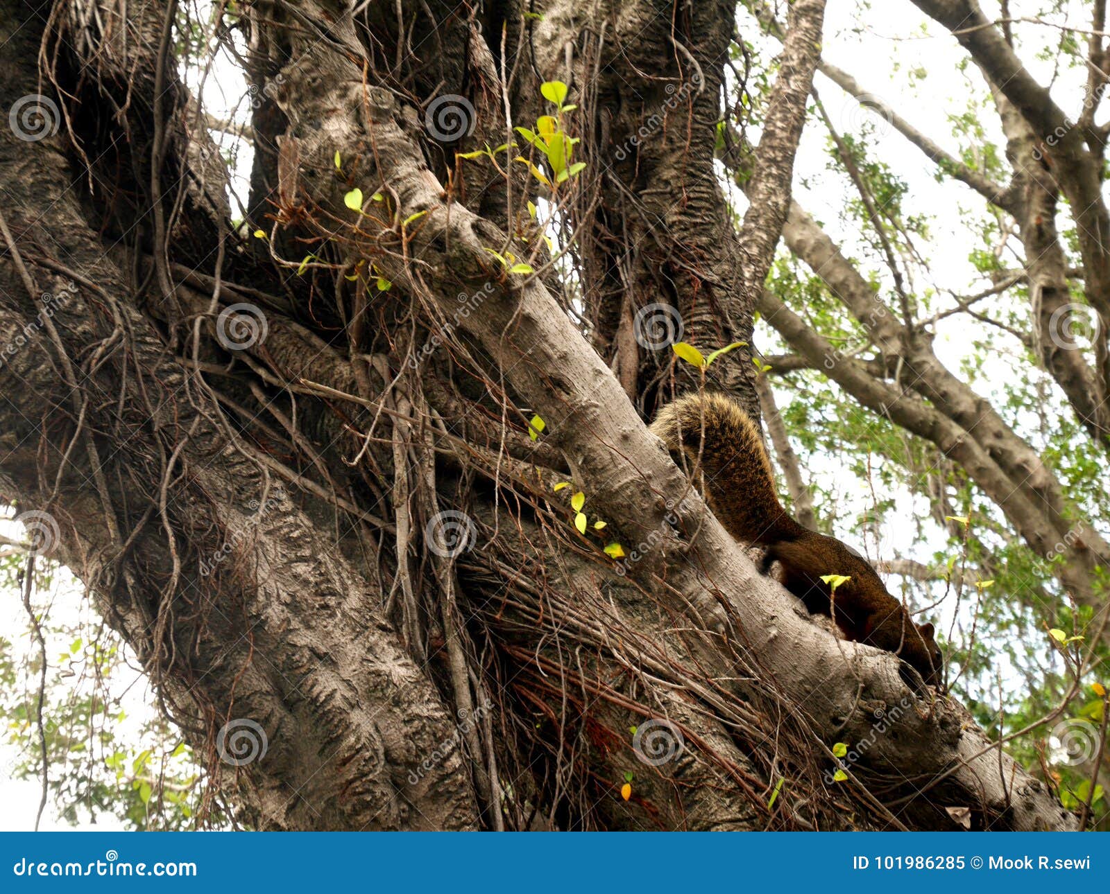 A Squirrel Run Thru the Branches Stock Image - Image of tree, squirrel ...