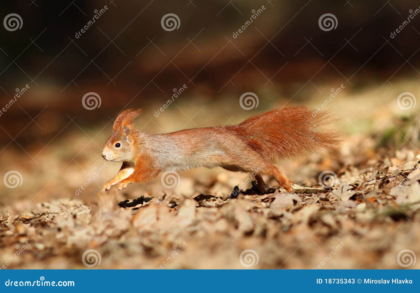 Squirrel running stock image. Image of foxy, rodent, movement - 18735343