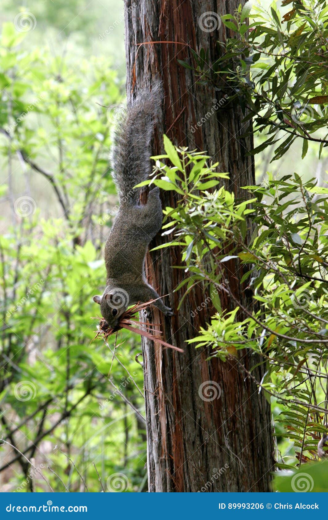 Squirrel Running Down a Tree Stock Photo - Image of water, hover: 89993206