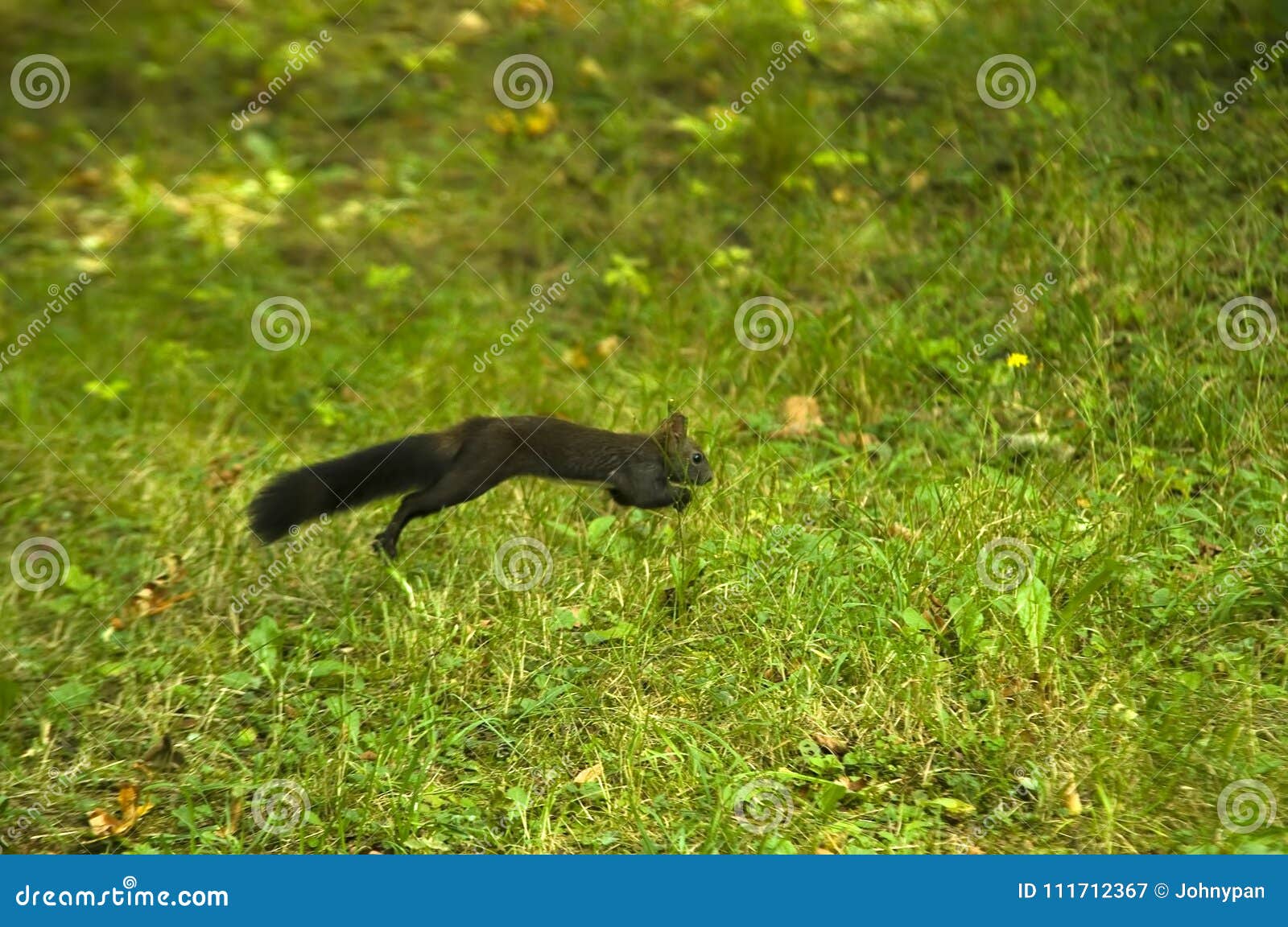 Squirrel Running and Jumping Stock Image - Image of beauty, beautiful ...
