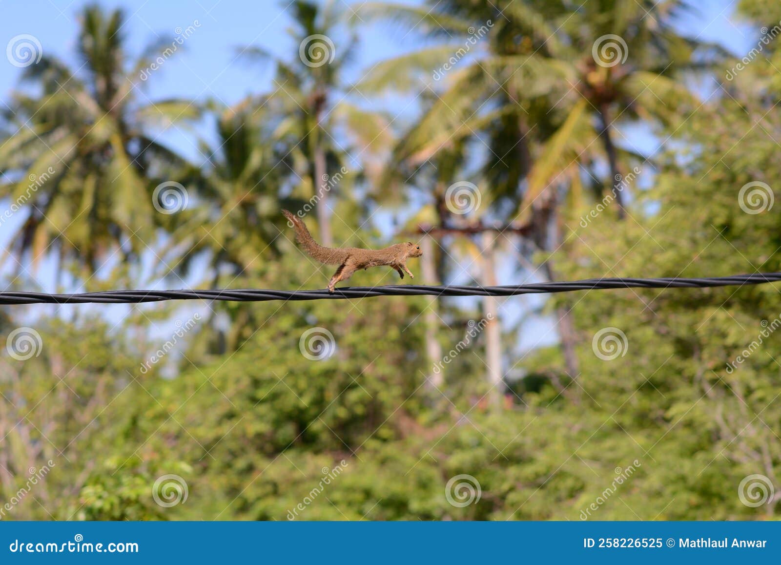 Squirrel Running on Power Lines Stock Image - Image of wildlife, power ...