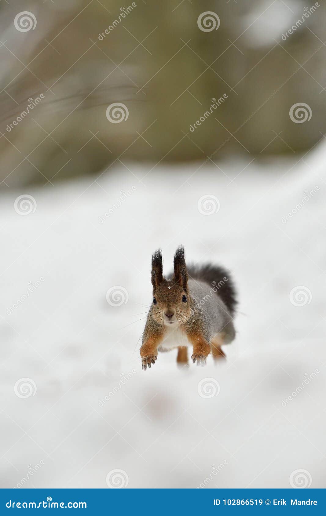 Squirrel running stock image. Image of squirrel, wild - 102866519