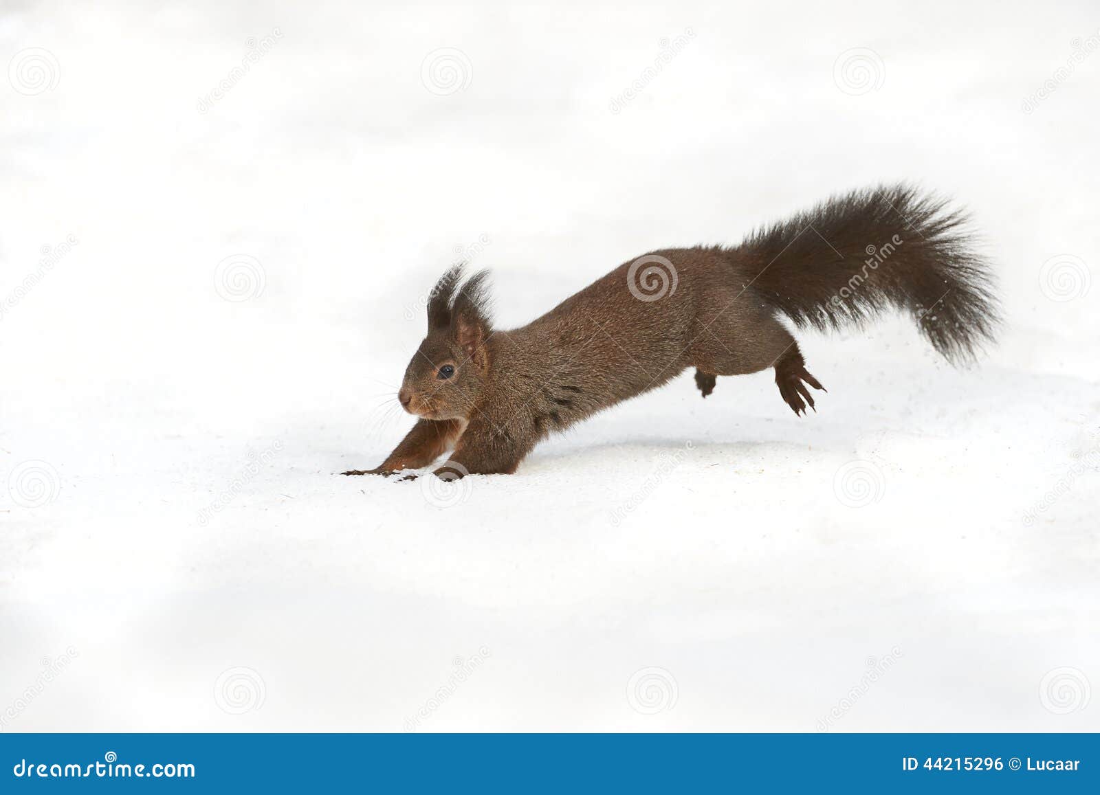 Squirrel Running Across A Branch Royalty-Free Stock Image ...