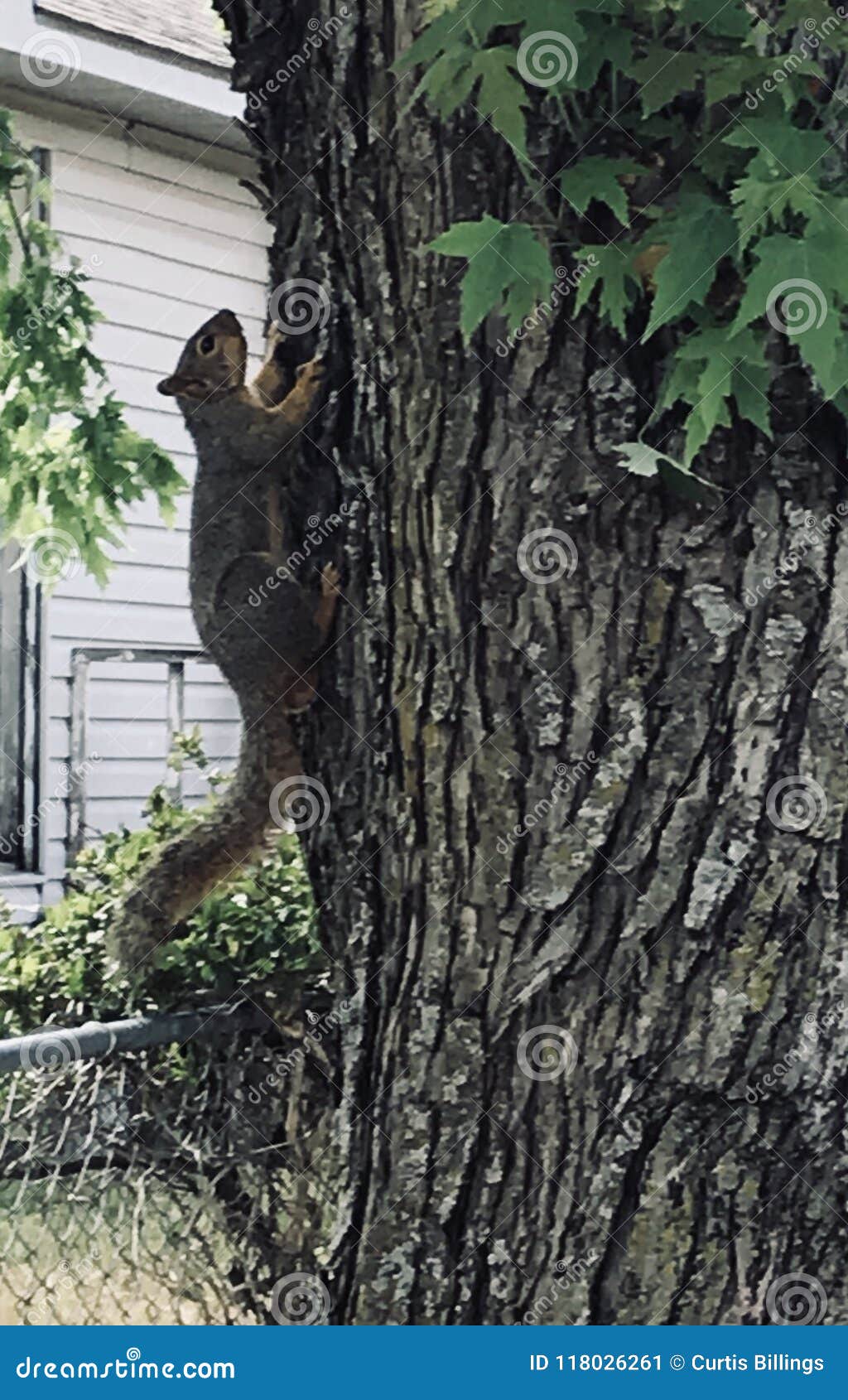 Squirrel in tree stock image. Image of running, animal - 118026261