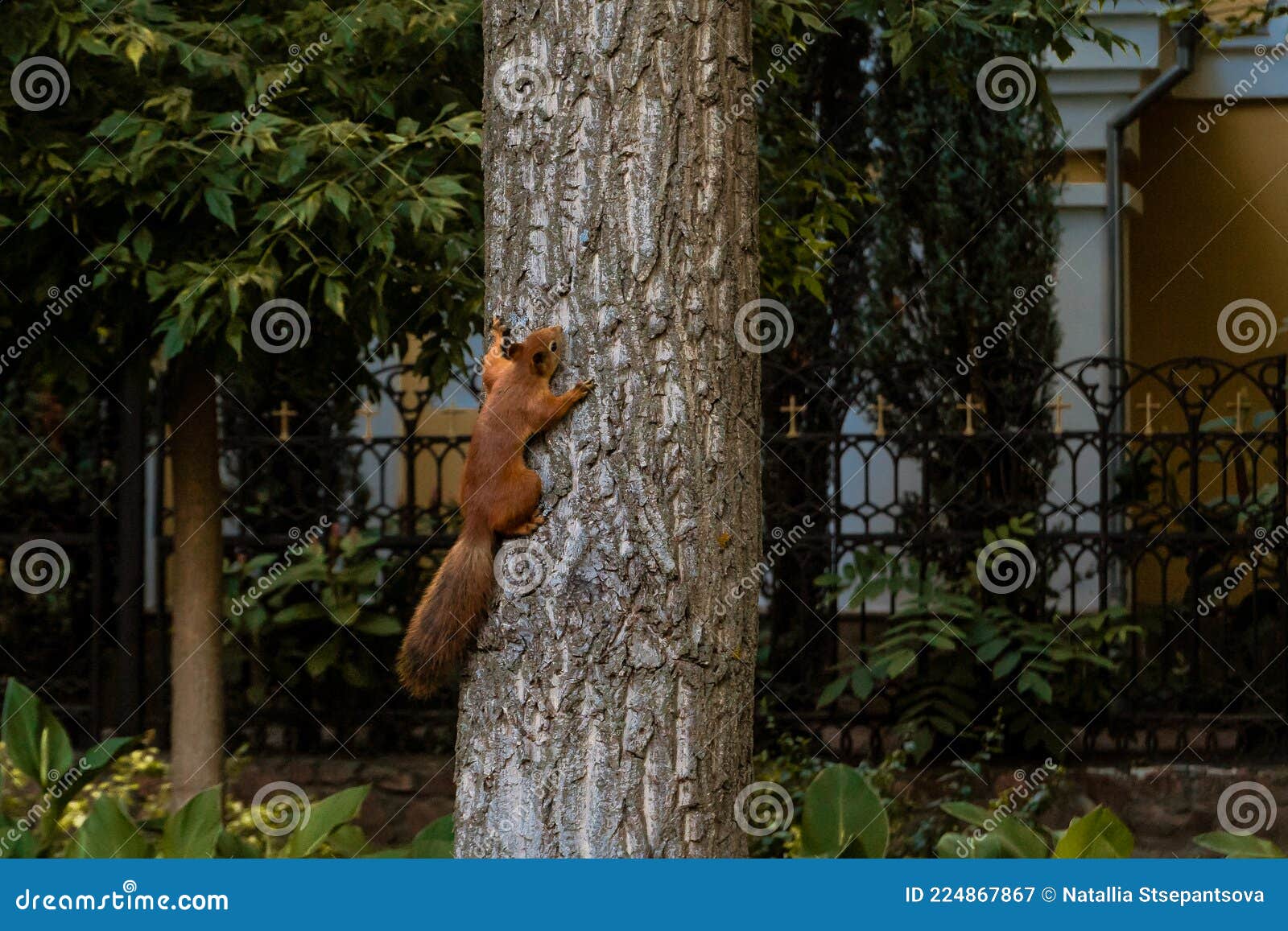 Squirrel Climbing a Tree in the Park Stock Image - Image of autumn ...