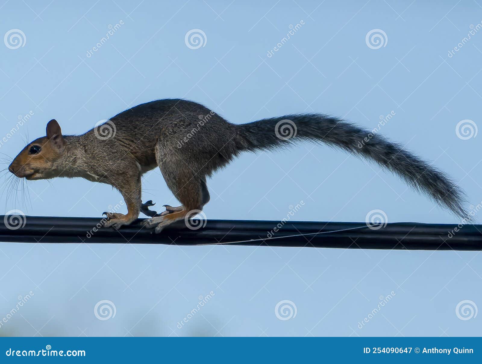 Hire wire act runs across stock image. Image of stretched - 254090647