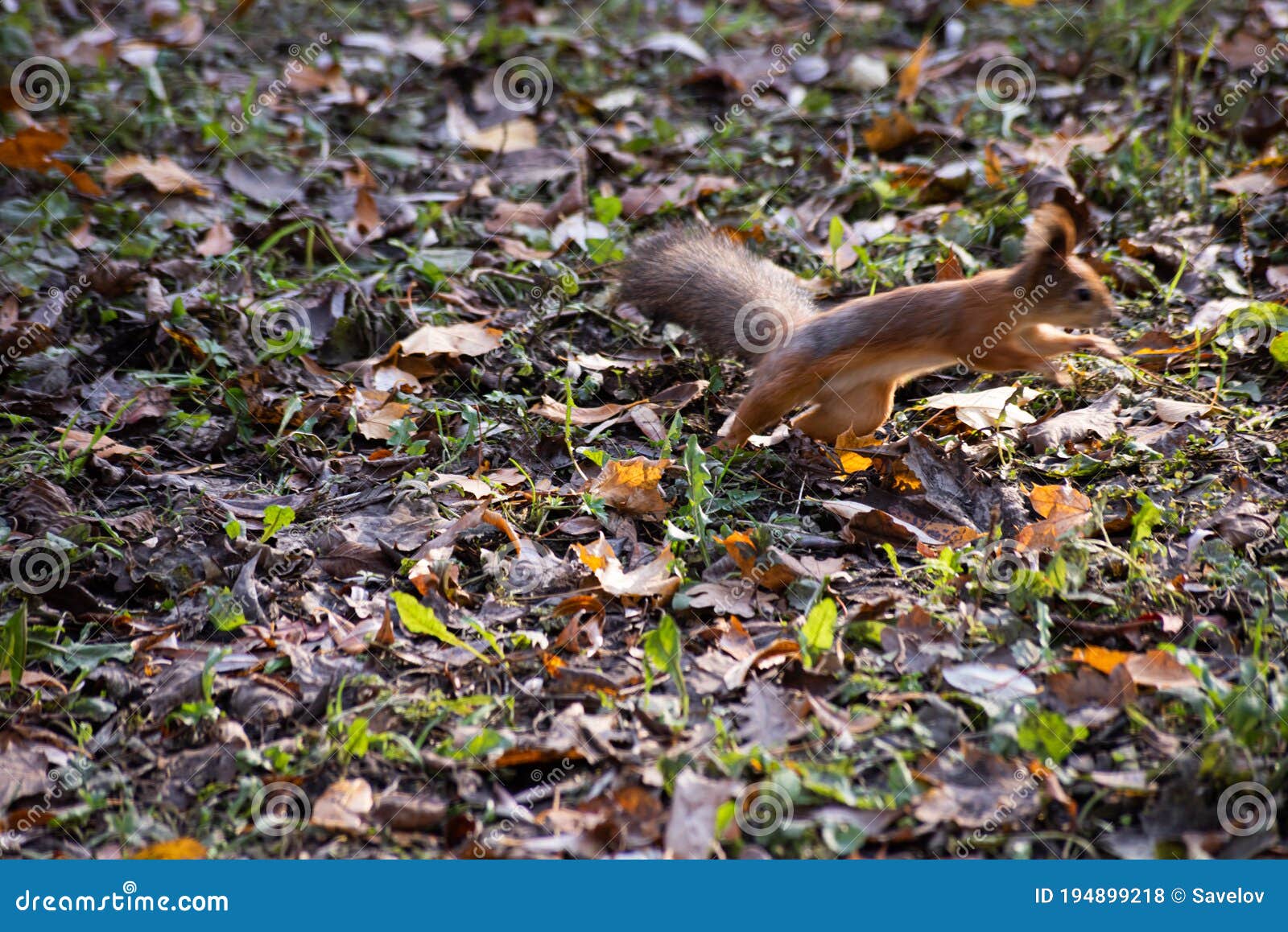 Squirrel Runs Away in Motion Stock Photo - Image of cute, mammal: 194899218