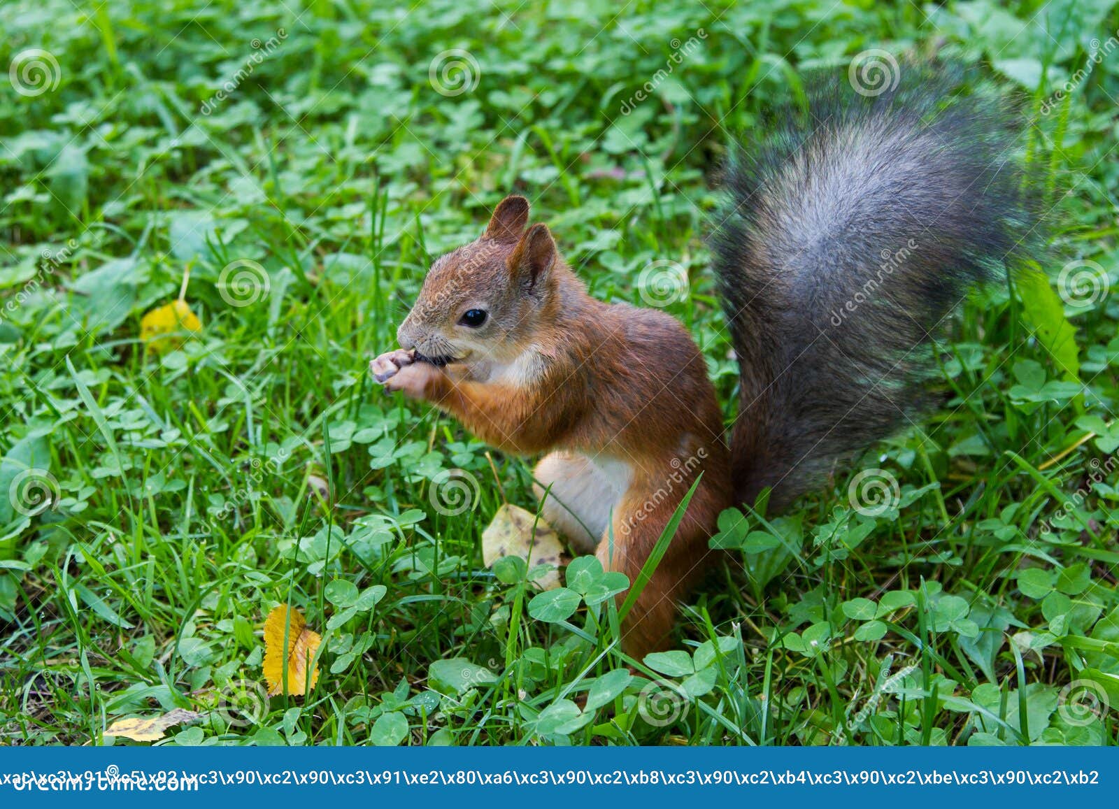 Squirrel stock image. Image of animal, ural, squirrel - 70336679