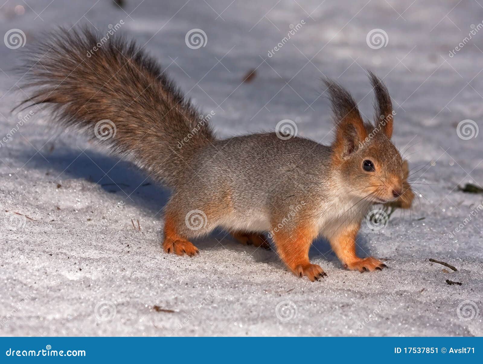 Squirrel on the Russian Snow Stock Image - Image of mammal, outdoor ...