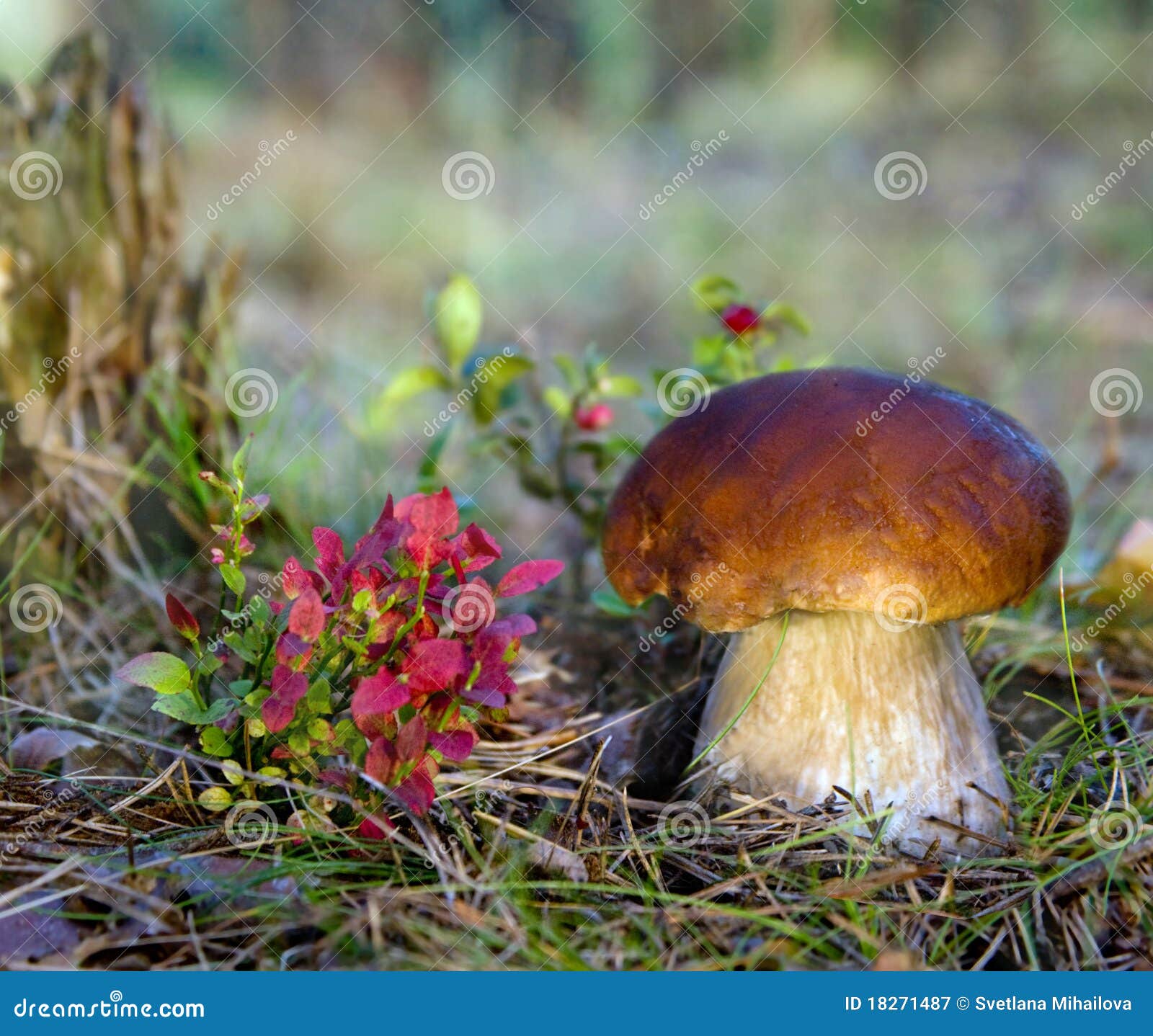 Squirrel s bread in forest stock image. Image of bread - 18271487