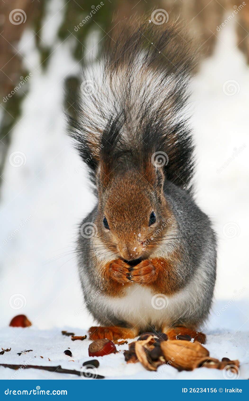 Squirrel s lunch stock photo. Image of state, squirrel - 26234156