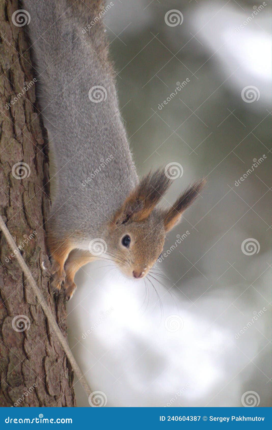 Squirrel S Portrait on a Trunk Stock Image - Image of rodent, branch ...