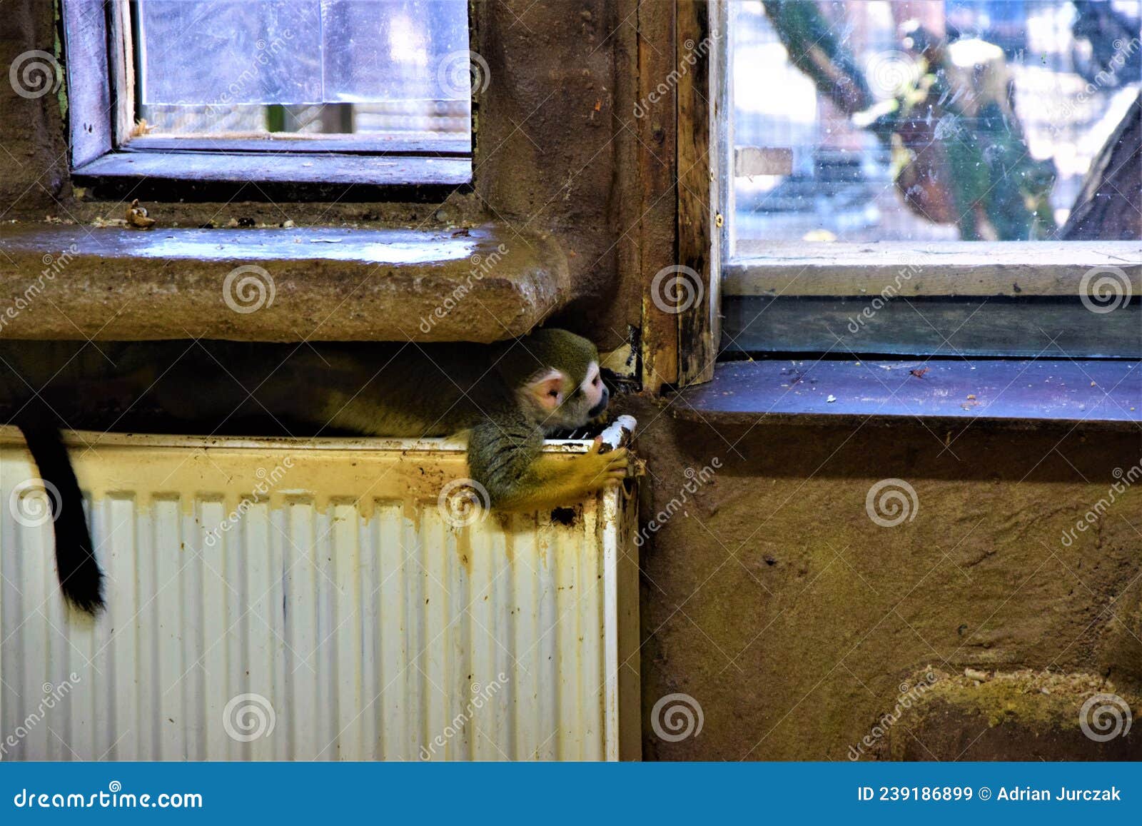 The Squirrel Sajmiri Monkey is Basking on a Radiator Stock Image ...