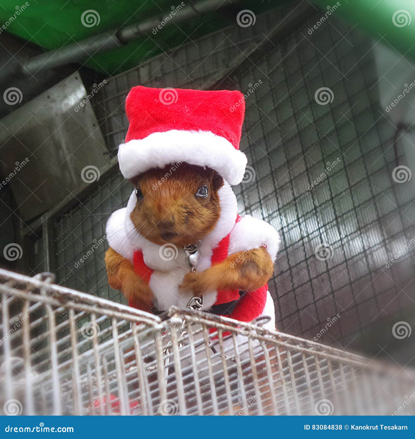 Squirrel with Santa Night Cap Stock Photo - Image of wearing, squirrel ...